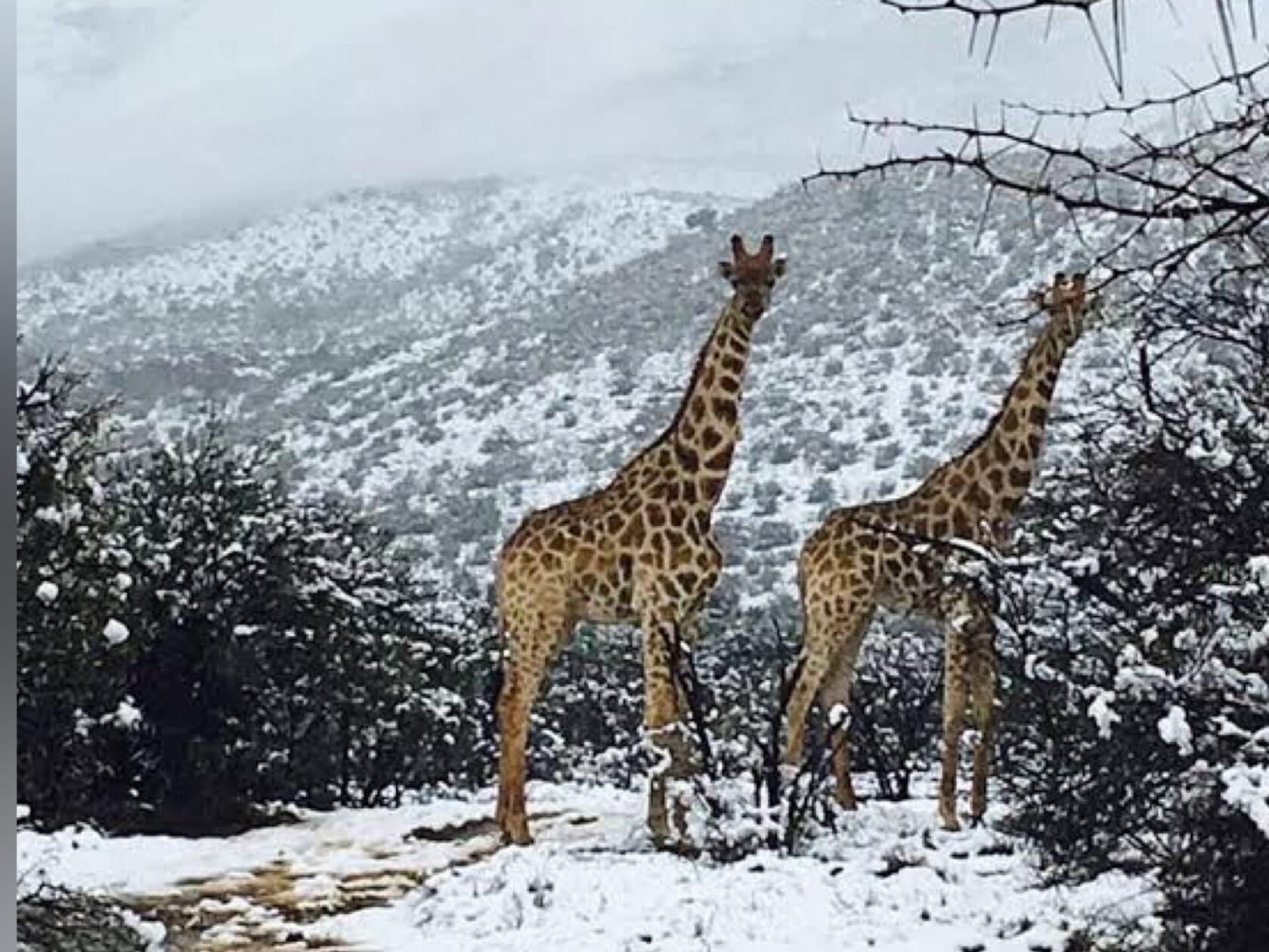 5 African Countries You Didn't Know Experience Snow