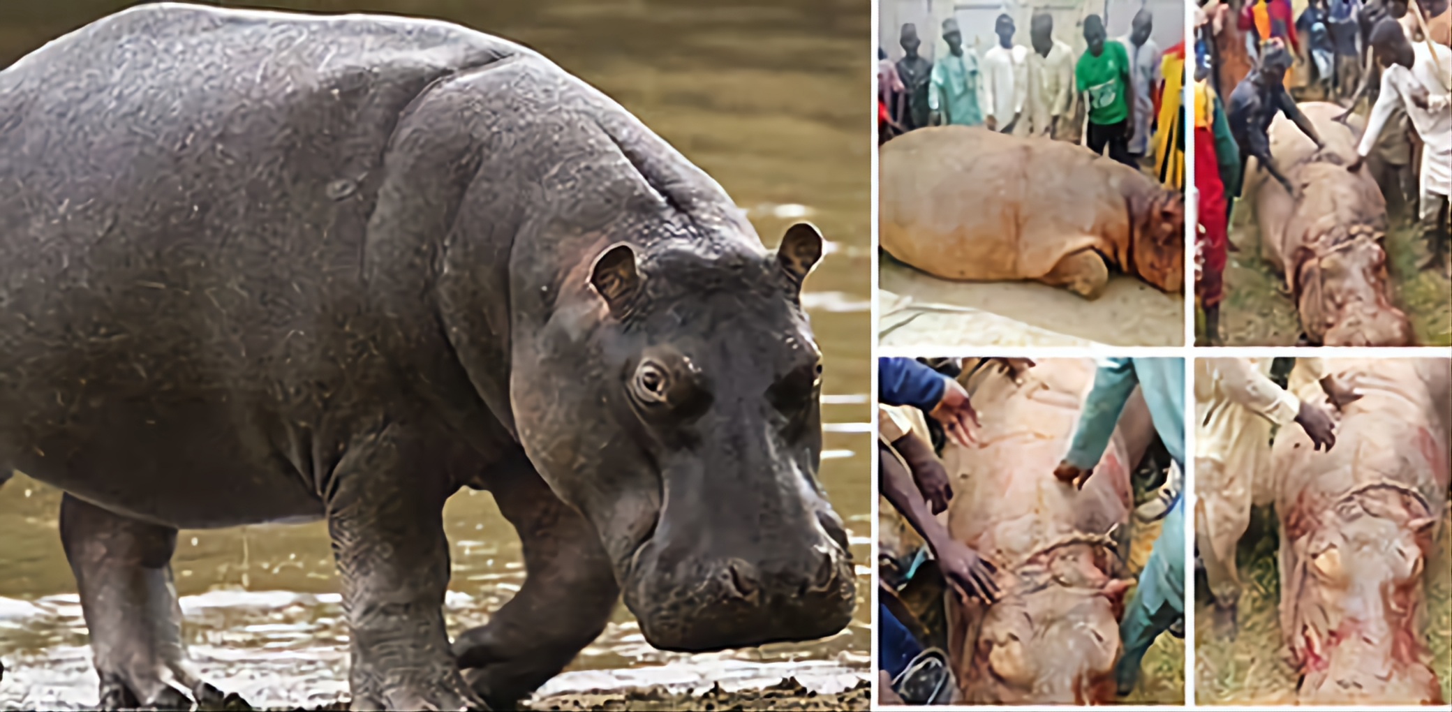 Triumph In Yauri: Hunt Deadly Hippo After Weeks Of Terror